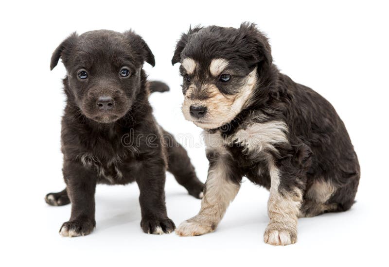 Dos Pequeños, Perrito Serio Foto de archivo - Imagen de hermanos, serio ...