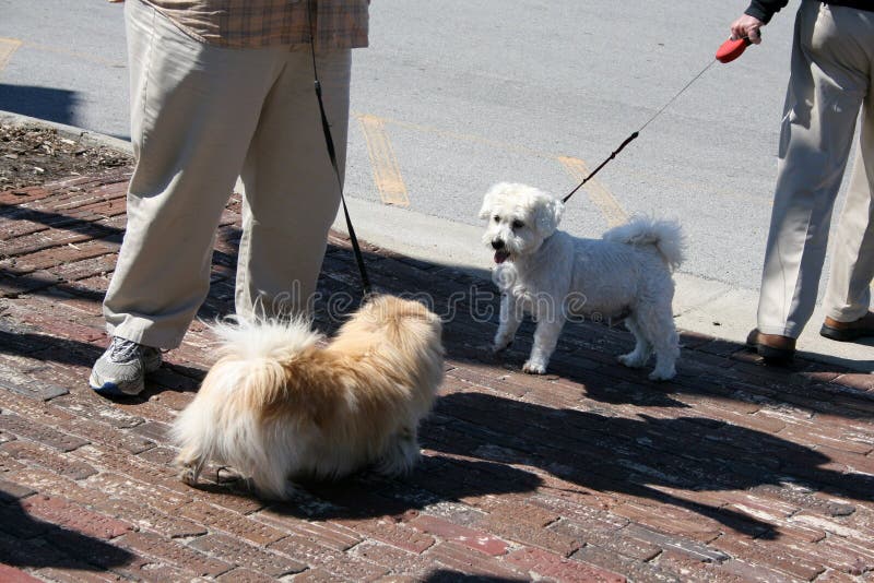 Dos perros saludando 1147 foto de archivo. Imagen de chihuahua - 162223090