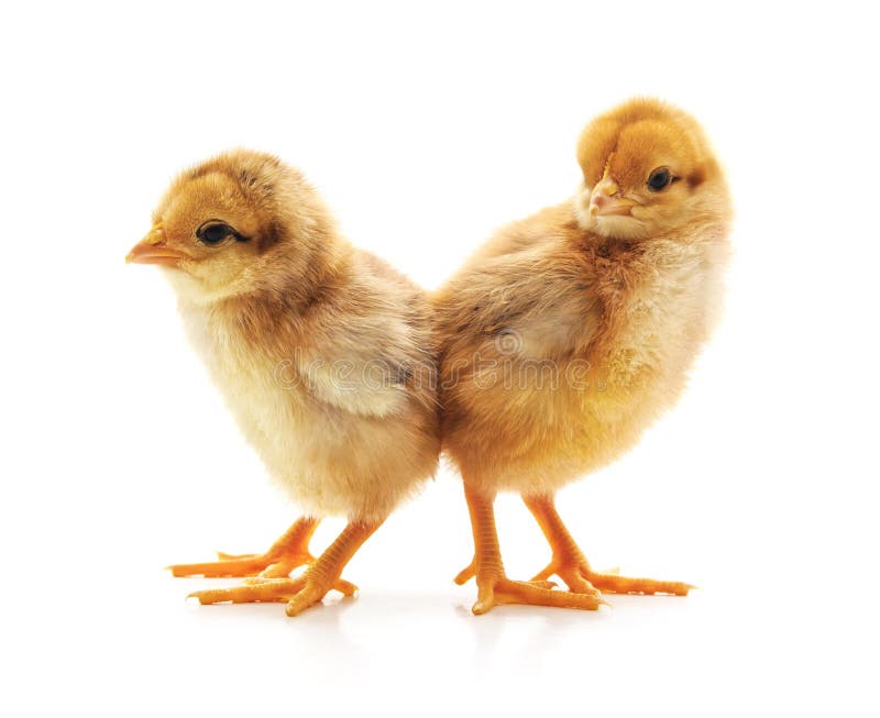 Dos Pollos Con La Espalda Girada Foto de archivo - Imagen de color ...