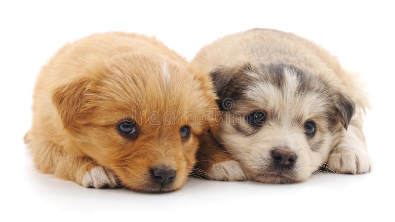 Dos cachorros en una caja foto de archivo. Imagen de perrito - 219041952