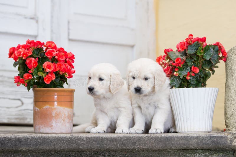 Dos Perritos Adorables Del Golden Retriever Foto de archivo - Imagen de ...