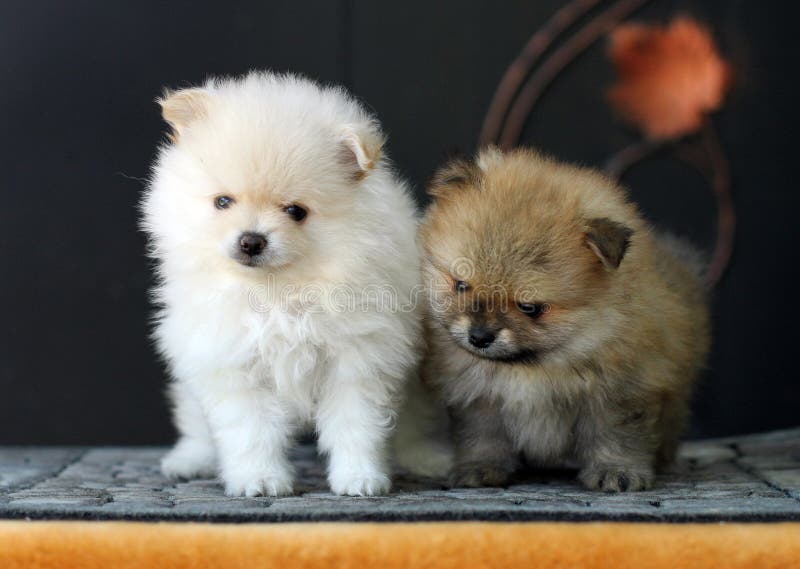 Dos Perritos Adorables Lindos De Pomeranian Foto de archivo - Imagen de ...