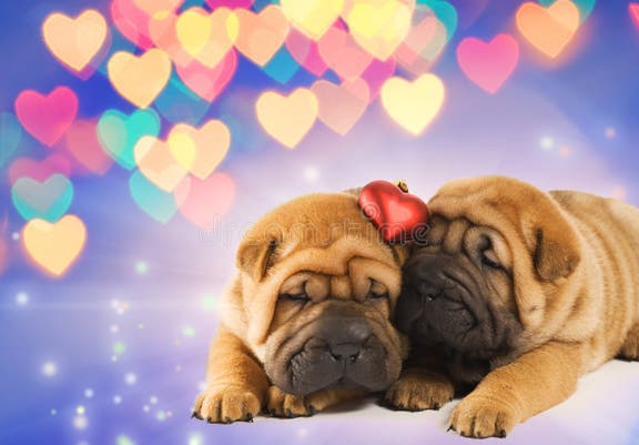 Dos Perritos Del Shar-pei En Amor Imagen de archivo - Imagen de amante ...