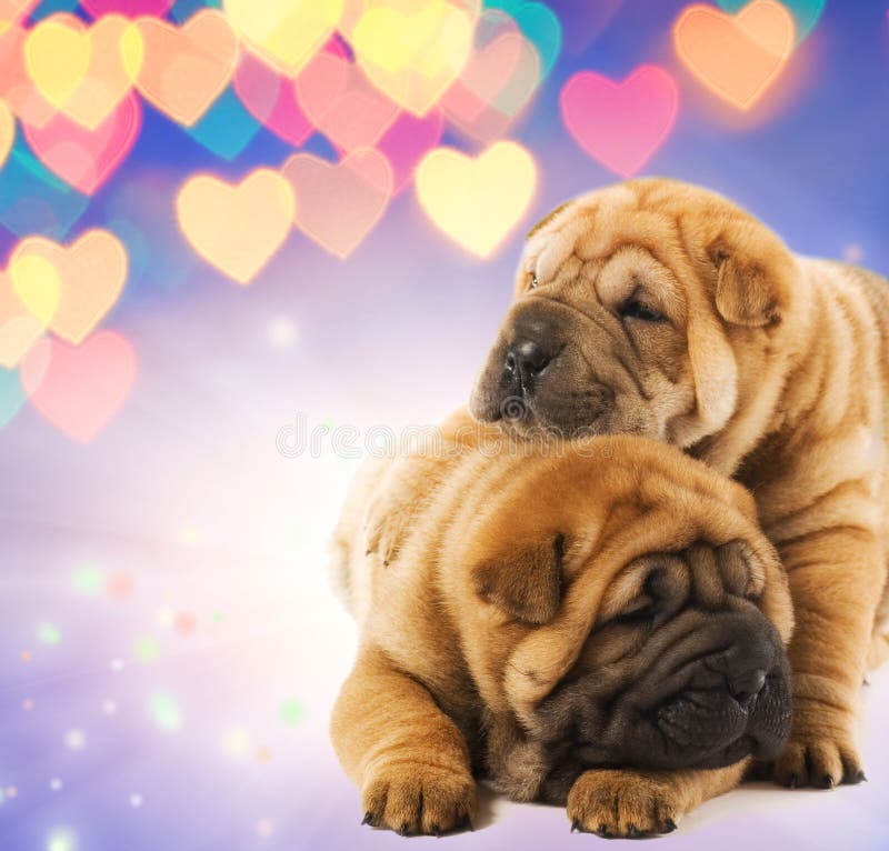 Dos Perritos Del Shar-pei En Amor Imagen de archivo - Imagen de ...