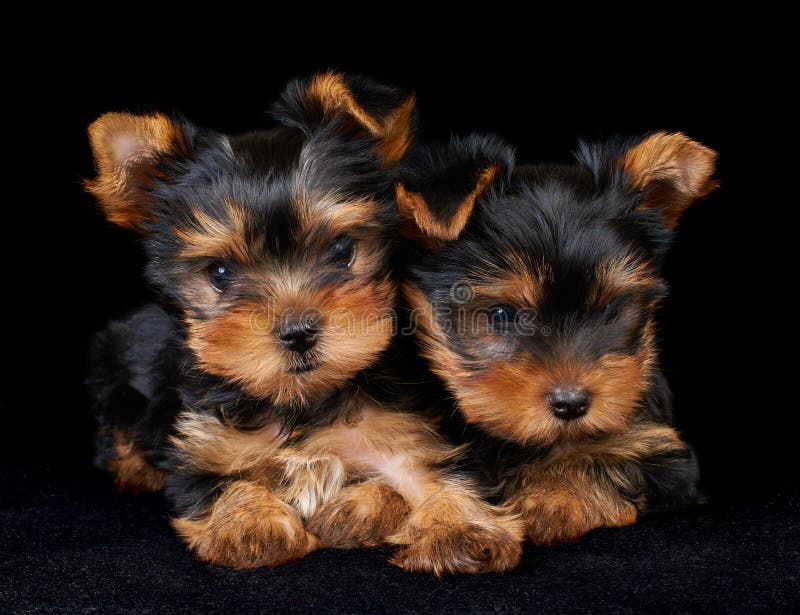 Dos Perritos Del Terrier De Yorkshire En Negro Imagen de archivo ...