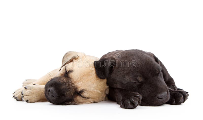 Dos Cachorros Durmiendo Juntos Imagen de archivo - Imagen de animales ...