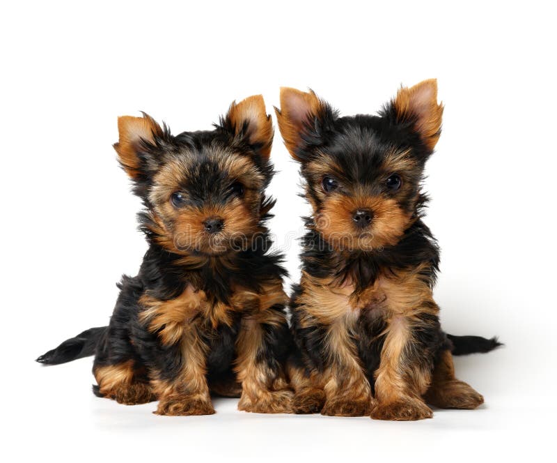 Perritos Del Terrier De Yorkshire En Una Cesta Imagen de archivo ...