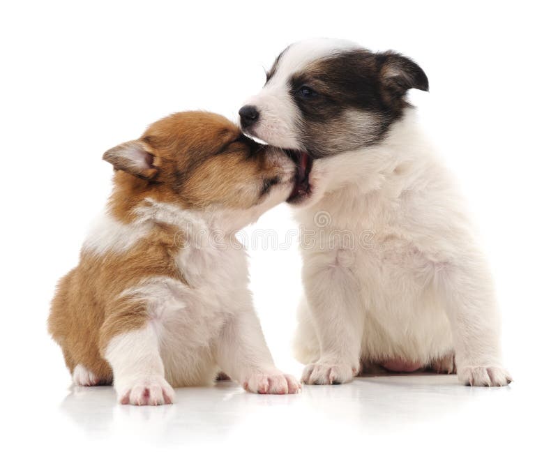 Dos adorables cachorros foto de archivo. Imagen de mirando - 155810892