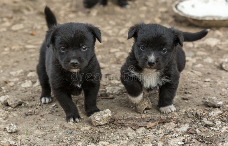 Dos perritos negros foto de archivo. Imagen de casta - 101916730