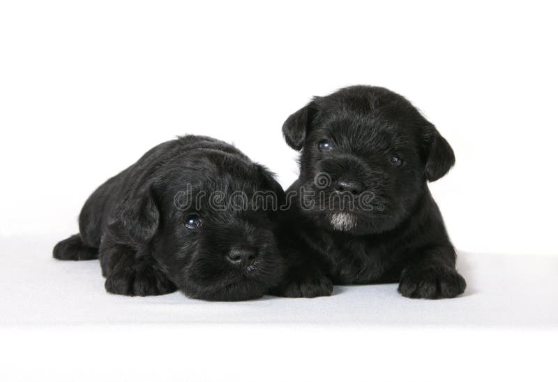 Dos Perritos Negros Adorables Foto de archivo - Imagen de capa, blanco ...