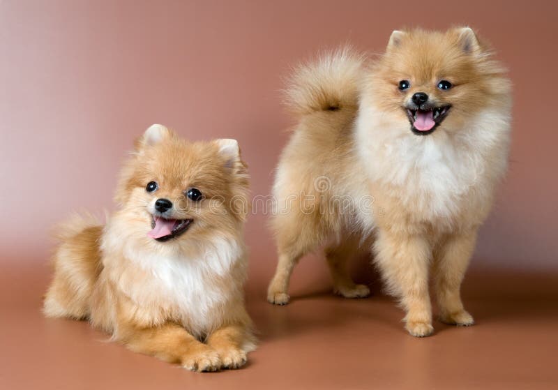 Dos Perro De Pomerania-perros En Estudio Foto de archivo - Imagen de ...