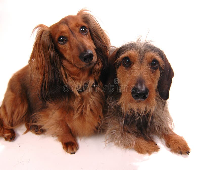 Dos perros foto de archivo. Imagen de blanco, perros - 16325828