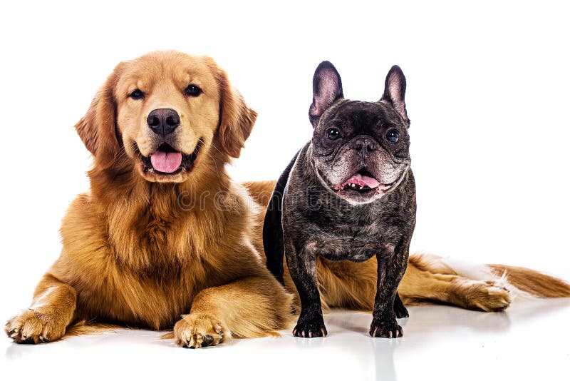 Dos perros imagen de archivo. Imagen de casta, amigos - 27921445