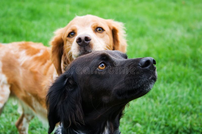 Dos perros foto de archivo. Imagen de caramelo, escritorio - 279226