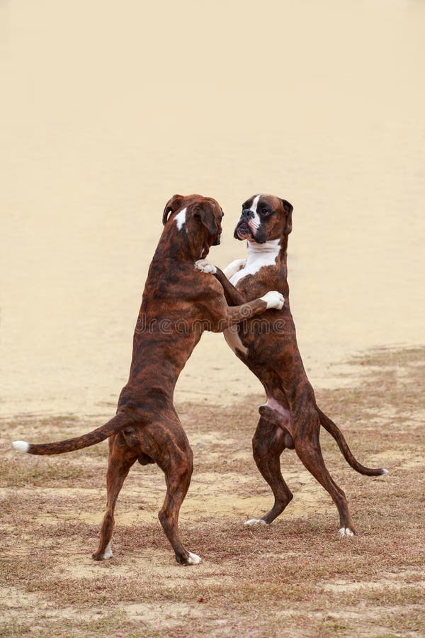 Dos perros de raza boxer imagen de archivo. Imagen de blanco - 174540919