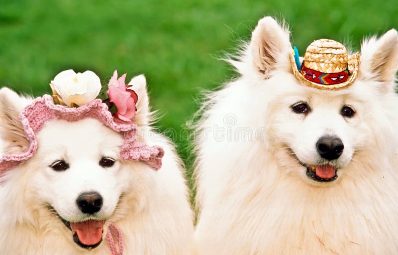 Dos perros felices foto de archivo. Imagen de perros - 80573948