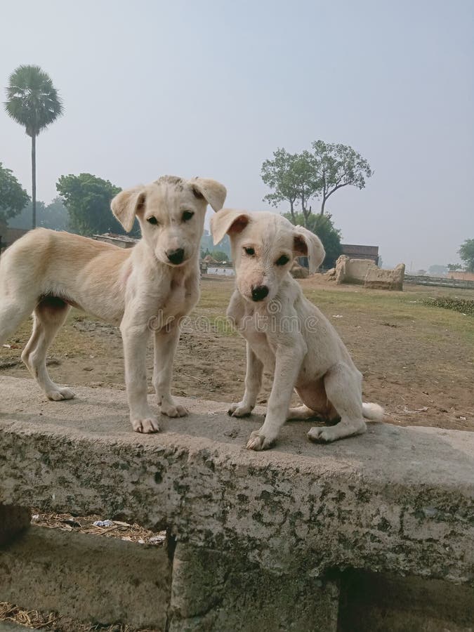 Dos Perros Indios Estos Son Otros Hermanos Imagen de archivo - Imagen ...