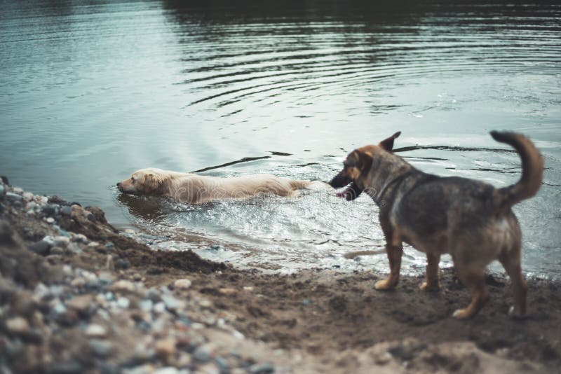 Dos Perros Nadando En El Lago Foto de archivo - Imagen de mezclado ...
