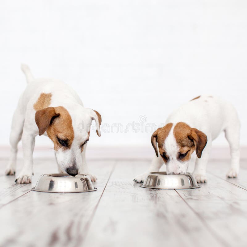 Dos Perros Que Comen La Comida Imagen de archivo - Imagen de canino ...