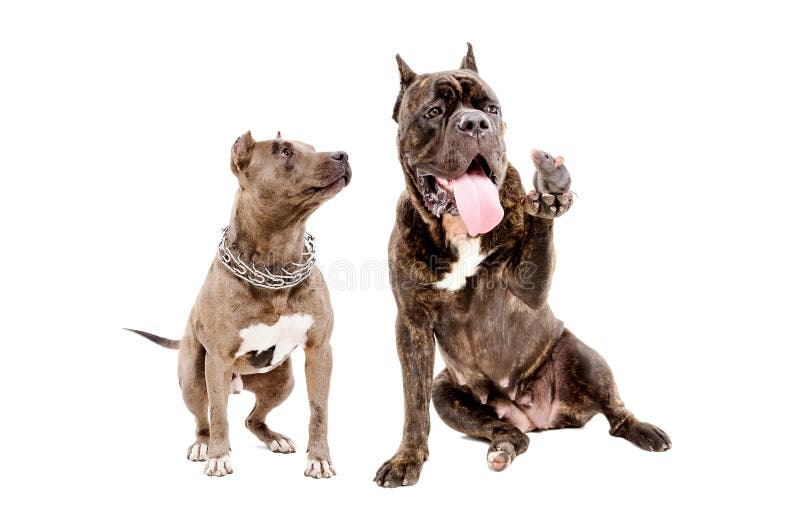 Dos perros y una rata foto de archivo. Imagen de fondo - 123309534