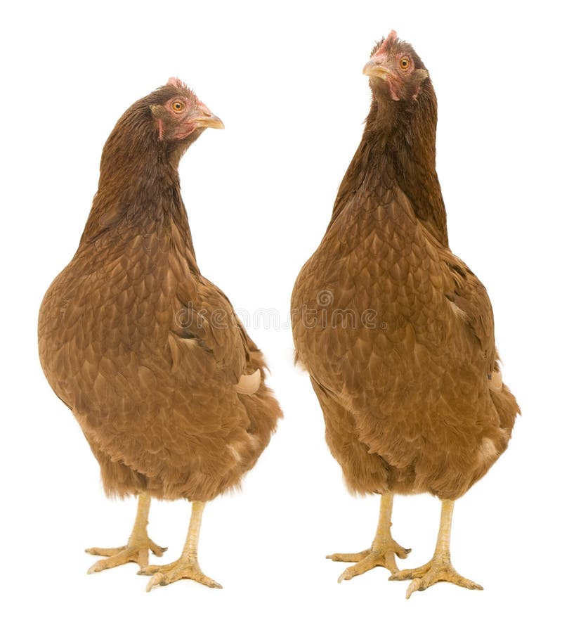 1,136 Dos Pollos Aislados Fotos de stock - Fotos libres de regalías de ...