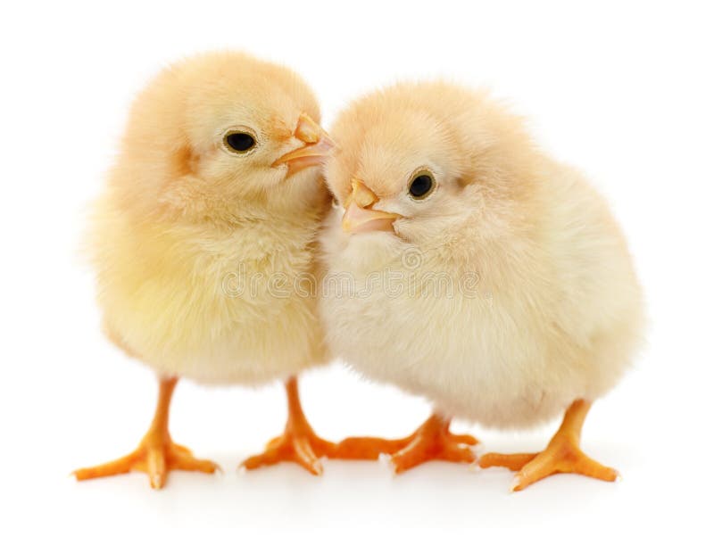 Dos pollos amarillos imagen de archivo. Imagen de imagen - 70238577