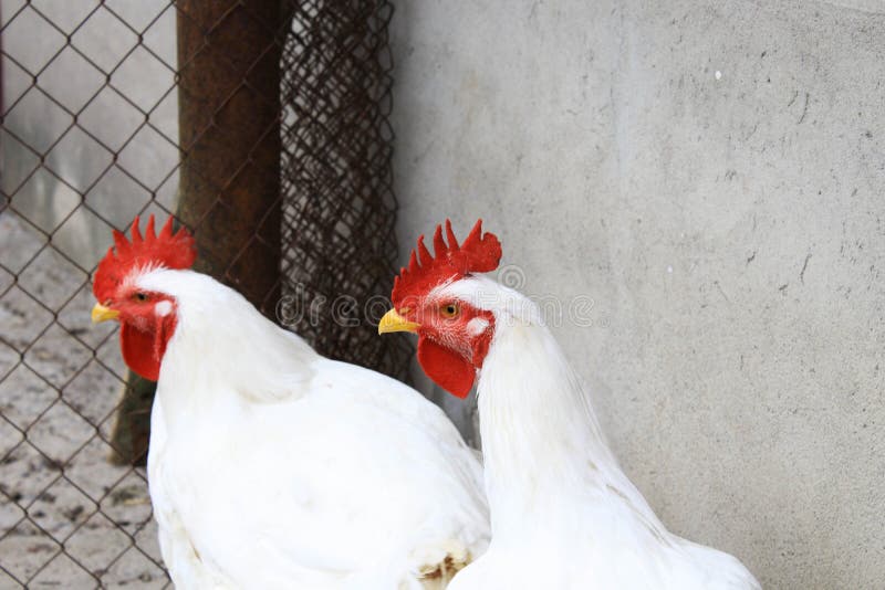 Dos pollos blancos foto de archivo. Imagen de vacaciones - 157140414