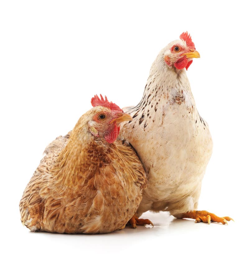 Pollos Jovenes En Una Jaula Imagen de archivo - Imagen de pico ...