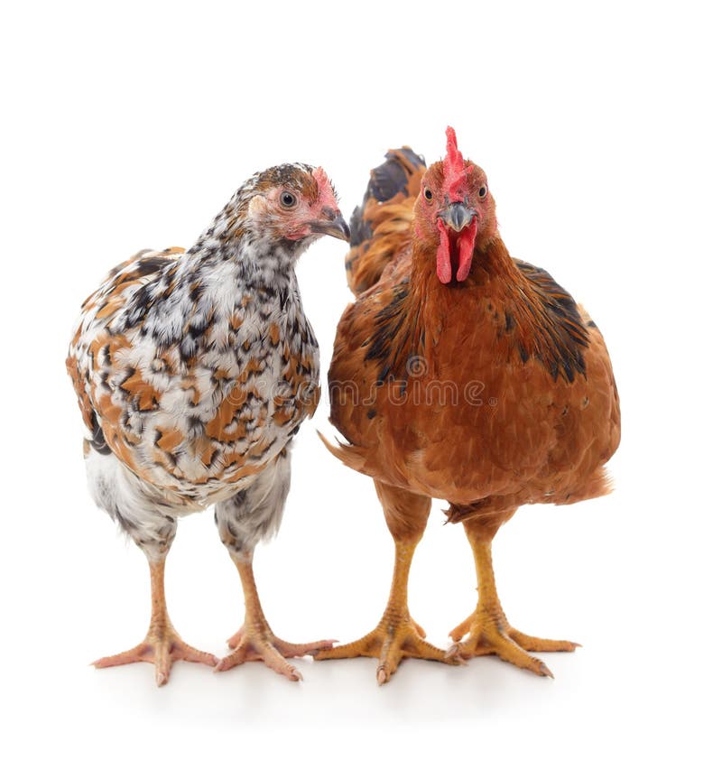 Dos pollos marrones imagen de archivo. Imagen de sano - 256033443