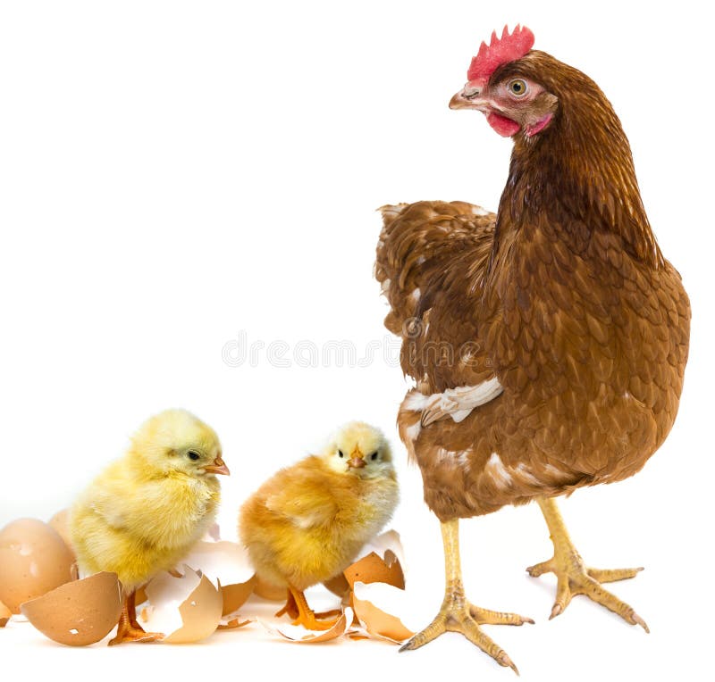 Dos Pollos Recién Nacidos Y Ella Imagen de archivo - Imagen de granja ...