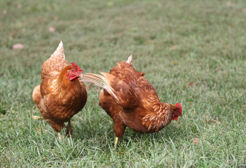 Dos pollos rojos imagen de archivo. Imagen de rancho - 34211691