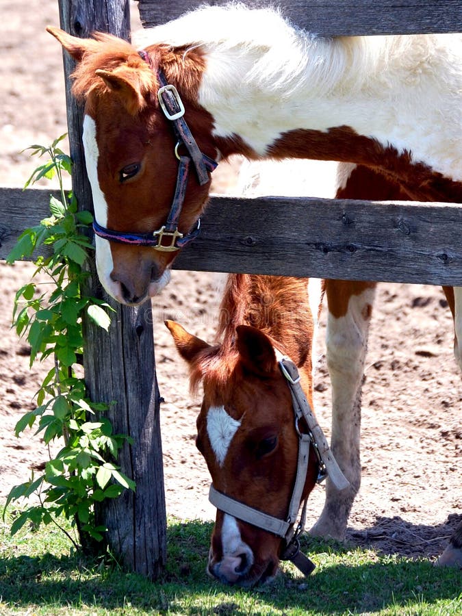 Dos potros del Pinto foto de archivo. Imagen de bebé - 19586802