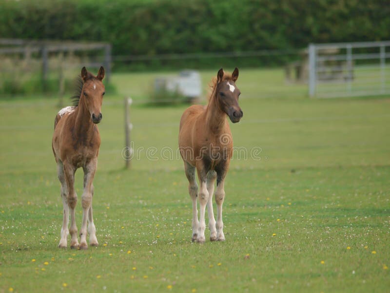 Dos potros lindos foto de archivo. Imagen de bebé, animal - 123307718