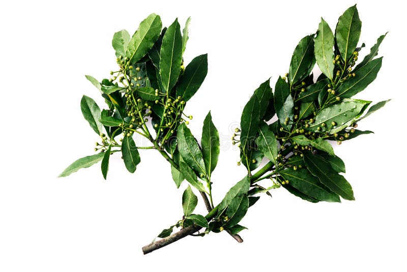 Rama del laurel foto de archivo. Imagen de primer, blanco - 48318648