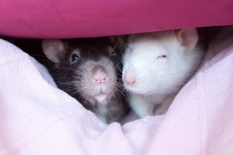 Pequeña Rata Linda Del Bebé Que Duerme En Su Cama Imagen de archivo ...