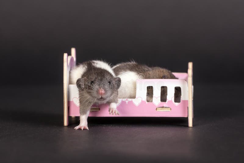 Ratas del bebé imagen de archivo. Imagen de retrato, pesebre - 35452621
