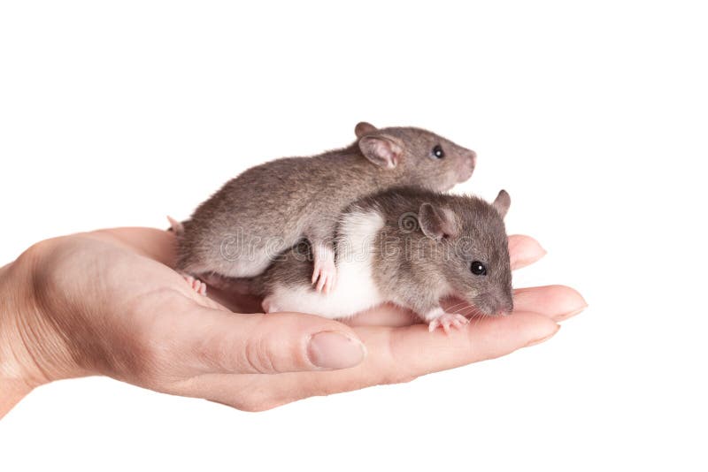 Ratas del bebé imagen de archivo. Imagen de mullido, blanco - 35452621