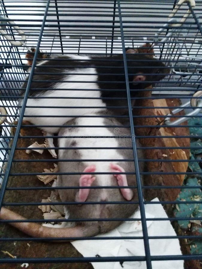 Dos ratas que se divierten imagen de archivo. Imagen de teniendo - 98628823