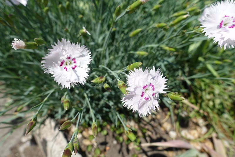 Dos Rojos Y Flores Rosadas Del Clavel Foto de archivo - Imagen de cubo ...