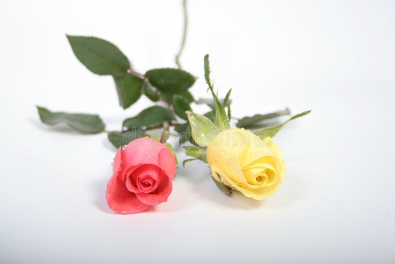 Dos rosas imagen de archivo. Imagen de rojo, mano, flor - 418397