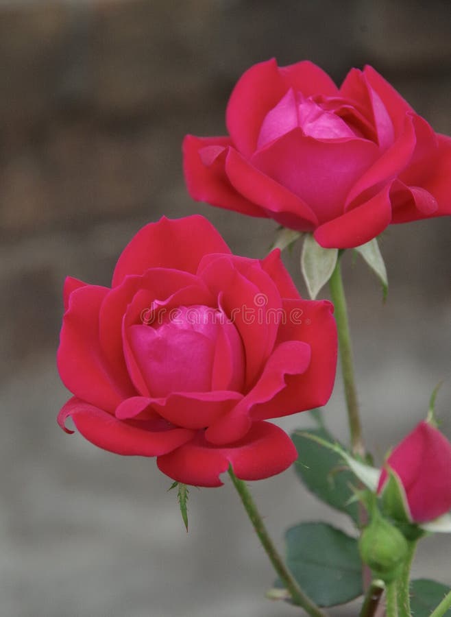 Dos rosas rojas imagen de archivo. Imagen de rojo, rosas - 113442243