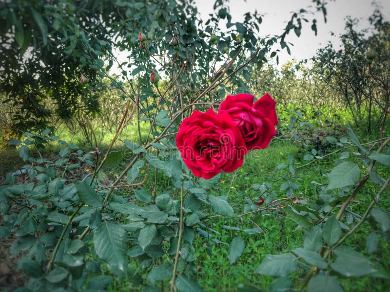 Dos rosas rojas foto de archivo. Imagen de apenas, rosas - 138326348