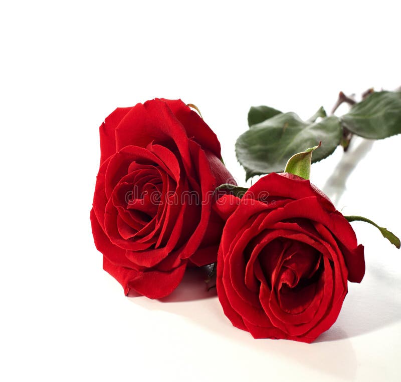 Dos rosas rojas foto de archivo. Imagen de feliz, aniversario - 7732938