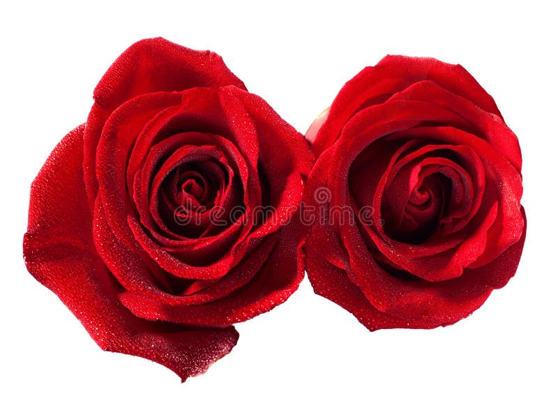 Dos rosas rojas imagen de archivo. Imagen de rojo, floral - 17020489