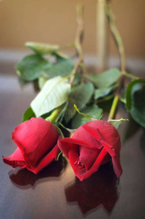 Dos rosas rojas imagen de archivo. Imagen de romance - 12741031