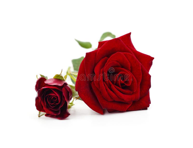 Dos rosas rojas imagen de archivo. Imagen de fondo, mordaz - 228360651