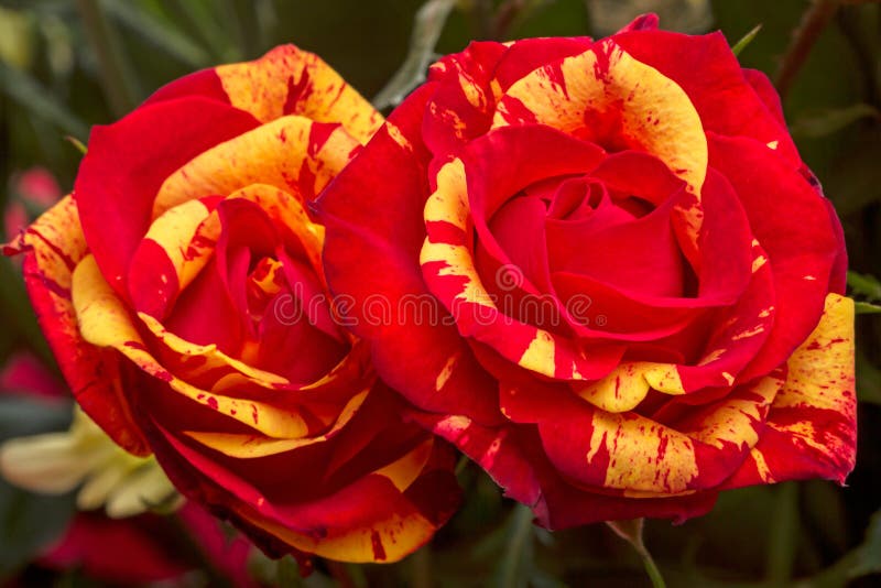 Dos Rosas Rojas Con Amarillo Imagen de archivo - Imagen de imagen, cubo ...