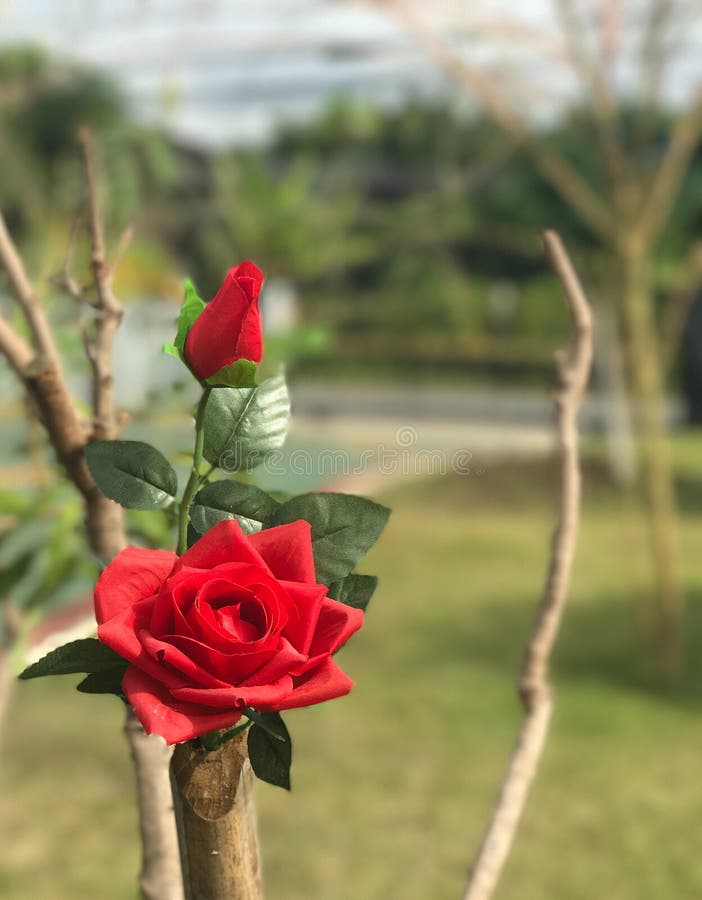 Dos Rosas Rojas En El Jardín 2 Foto de archivo - Imagen de vendimia ...