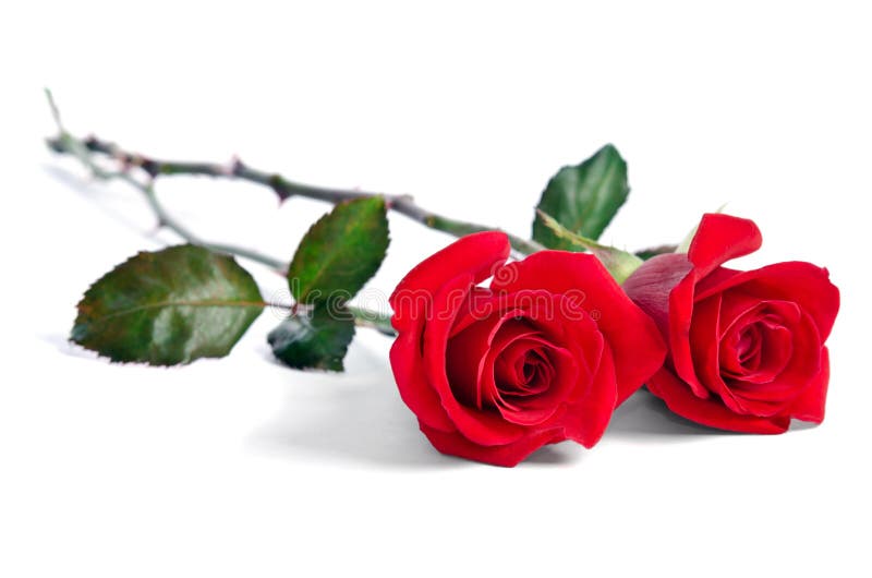 Dos rosas rojas hermosas foto de archivo. Imagen de abajo - 50553144