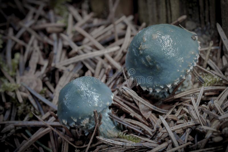 Hongos Azules En La Selva Tropical Foto de archivo - Imagen de ...